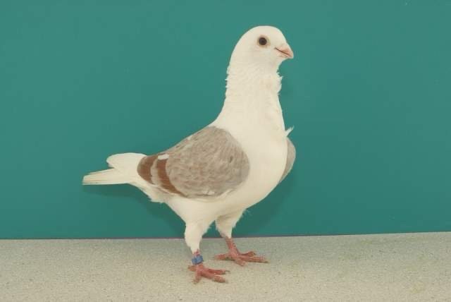 Discover the World of Pigeon Racing in Belgium – Belgian-Macedonian ...
